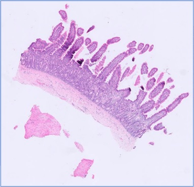 Organ of the Month: Gastrointestinal Tract (GIT) – Axiom Veterinary ...