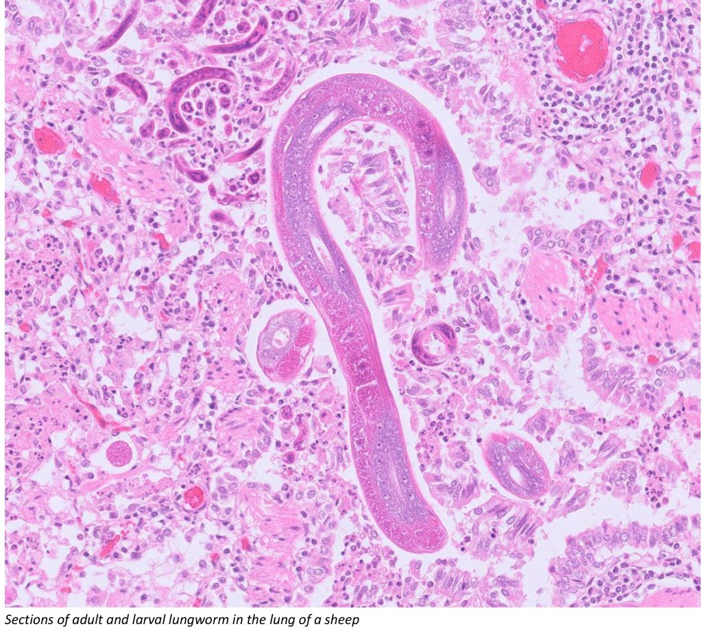 Farm December Newsletter 2024 – Axiom Veterinary Laboratories